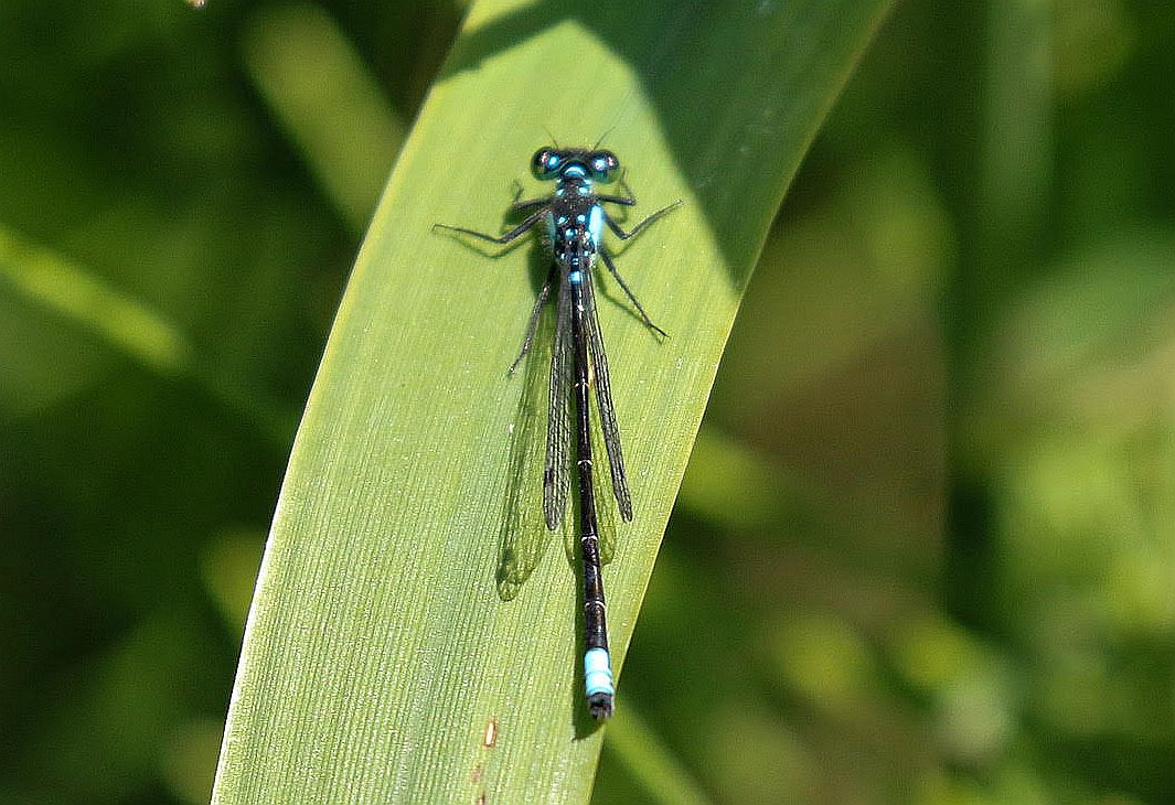 2023 May 26 – Victoria Natural History Society