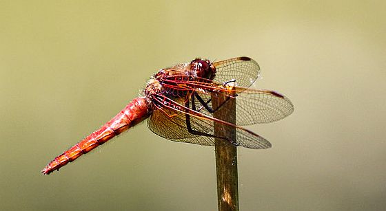 2023 June 4 – Victoria Natural History Society