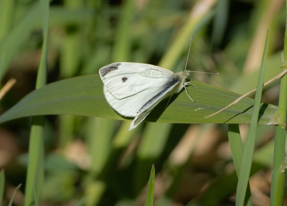 2023 July 15 – Victoria Natural History Society