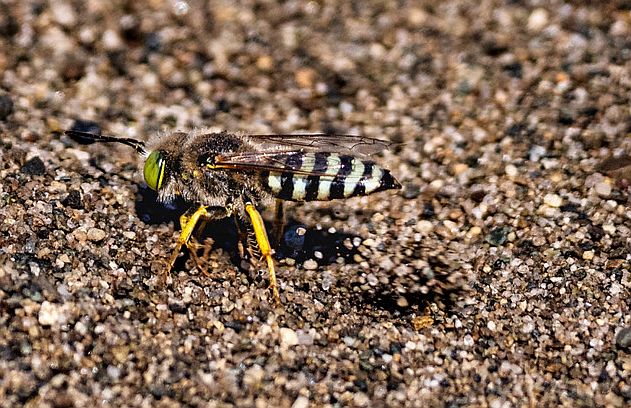 2023 July 3 evening – Victoria Natural History Society