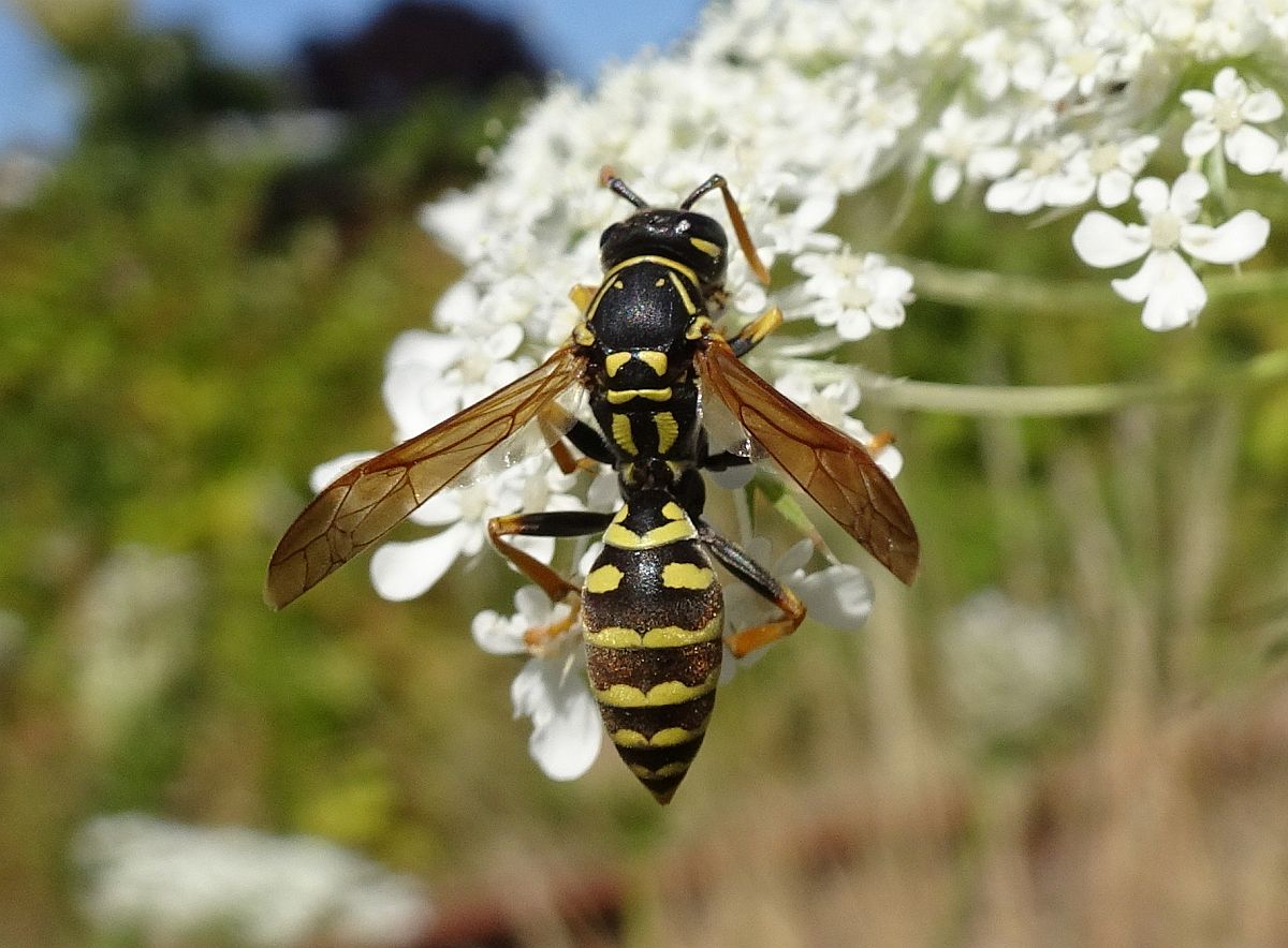 2023 August 26 – Victoria Natural History Society