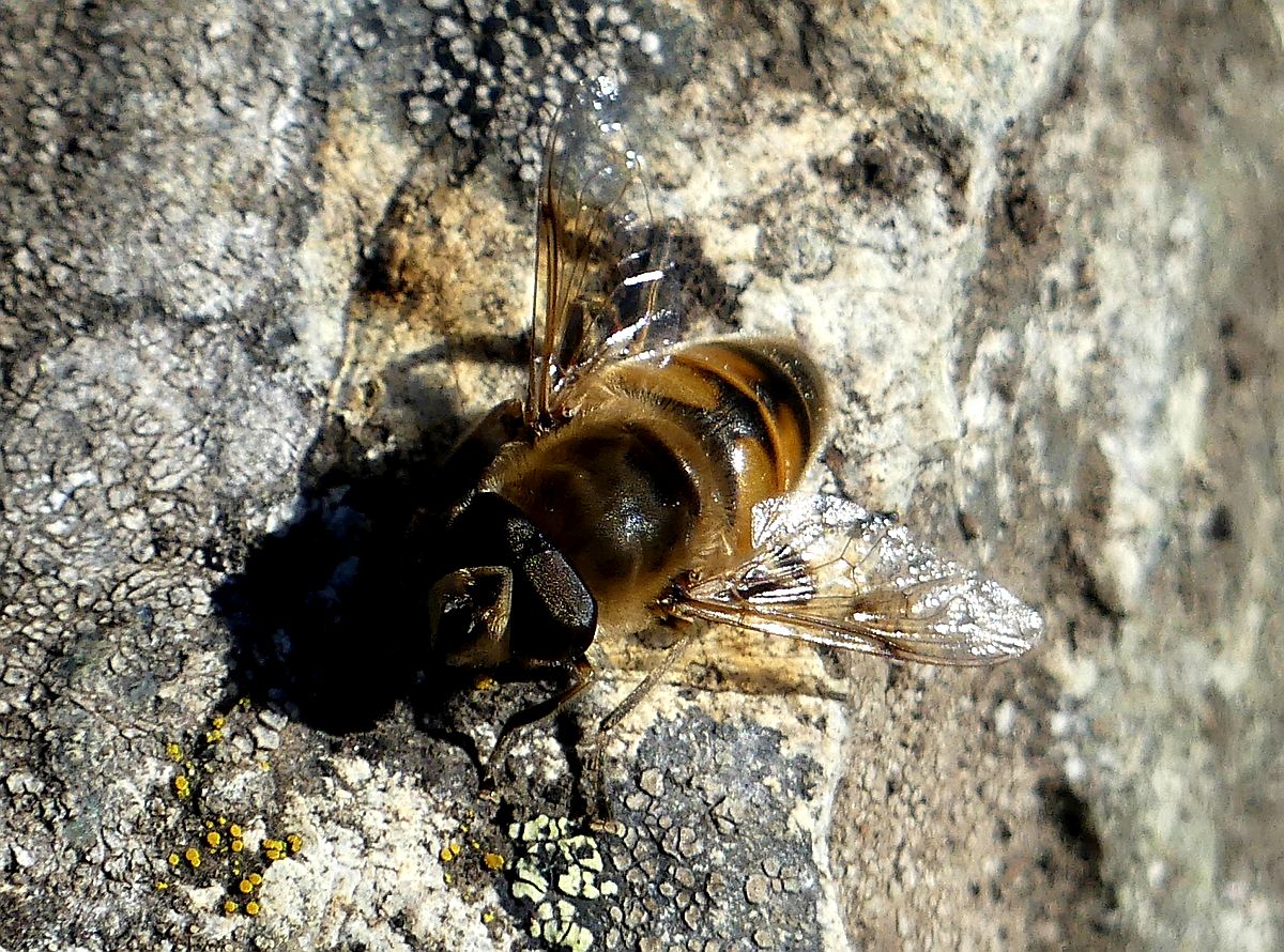 2023 October 29 – Victoria Natural History Society